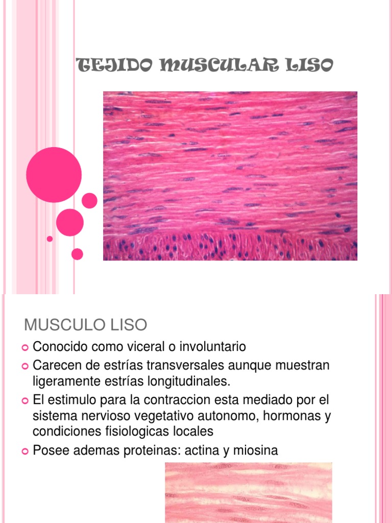 Funciones y características del músculo liso | PDF | Tejido muscular ...