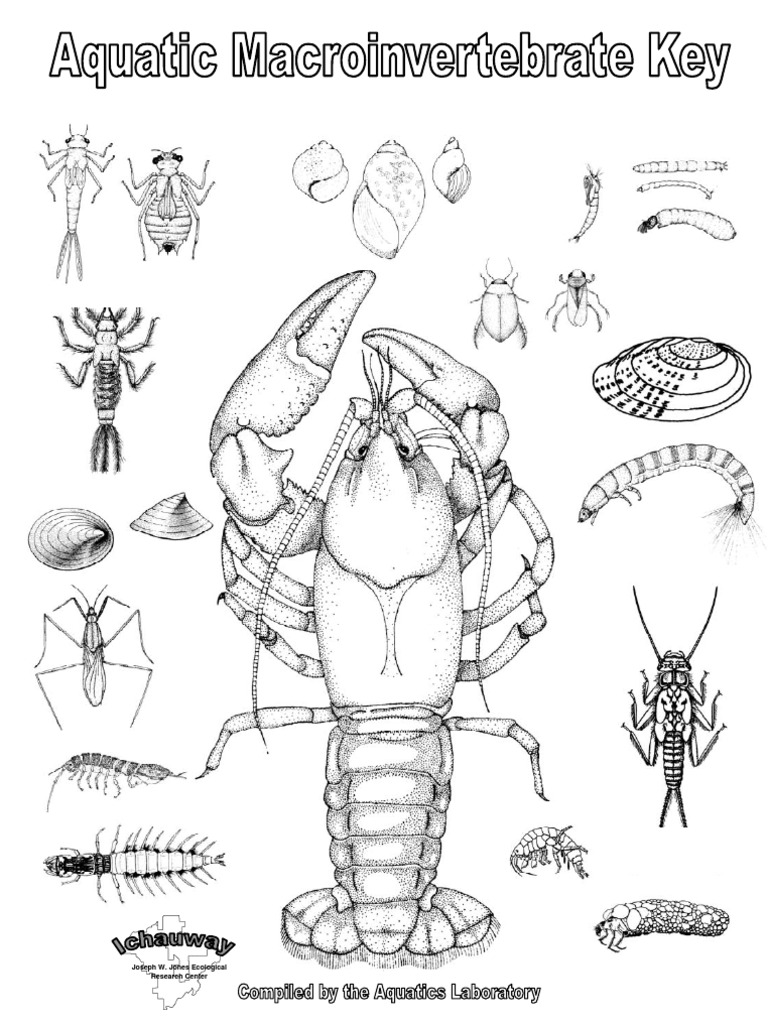 Aquatic Macroinvertebrate Key | Arthropods | Living Fossils