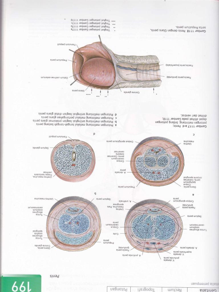 Anatomical Structures of the Penis | PDF | Science & Mathematics