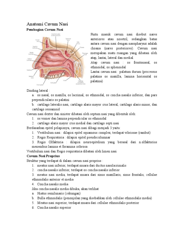 Anatomy Cavum Nasi