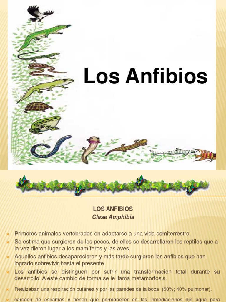 Clases y características de anfibios | PDF | Anfibio | Vertebrados
