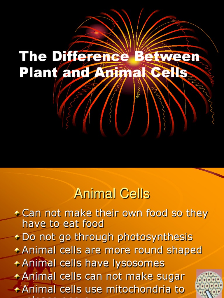Plant vs Animal Cells Explained | PDF