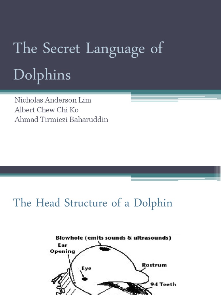 The Secret Language of Dolphins | Dolphin | Cognitive Science
