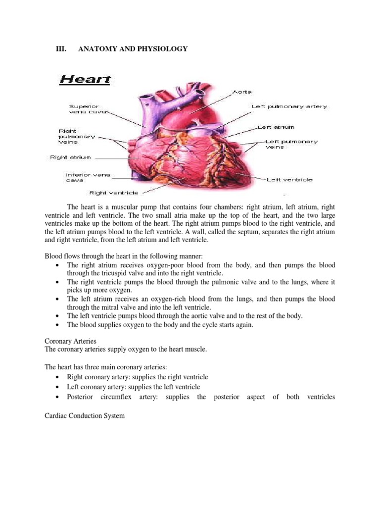 Anatomy and Physiology | PDF | Atrium (Heart) | Heart Valve