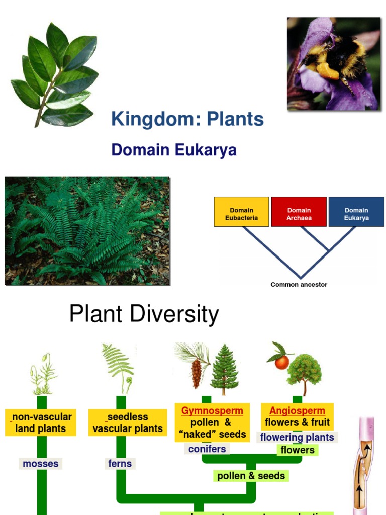 Kingdom: Plants: Domain Eukarya | PDF | Plant Hormone | Seed