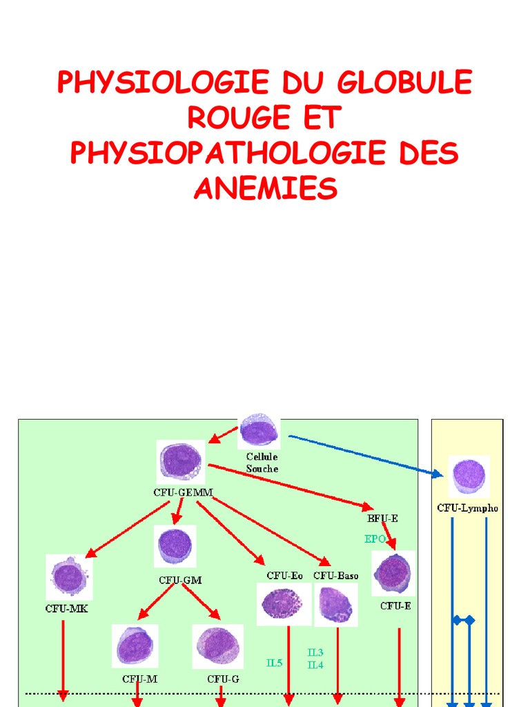 Schéma de l'hématopoïèse et anémies | PDF | Acide folique | Régime et ...