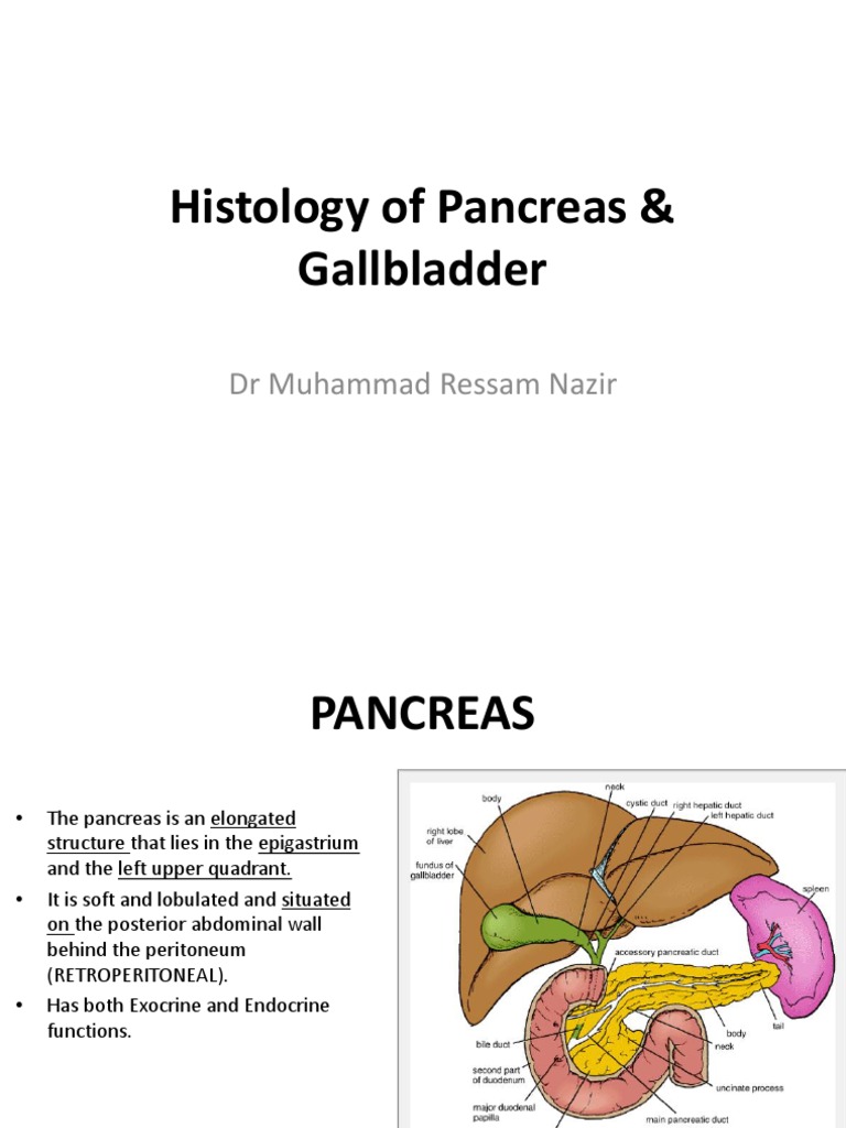 Pancreas Histology Overview | PDF | Pancreas | Gastroenterology