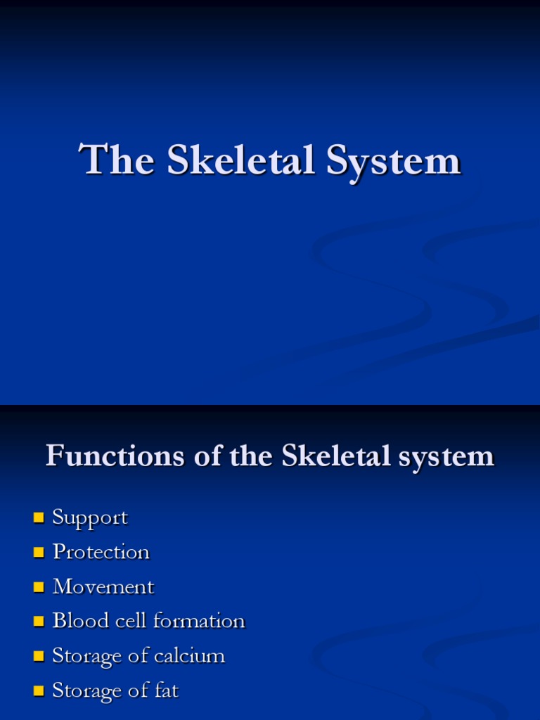 Lab 4 - The Skeletal System | PDF | Vertebra | Bone
