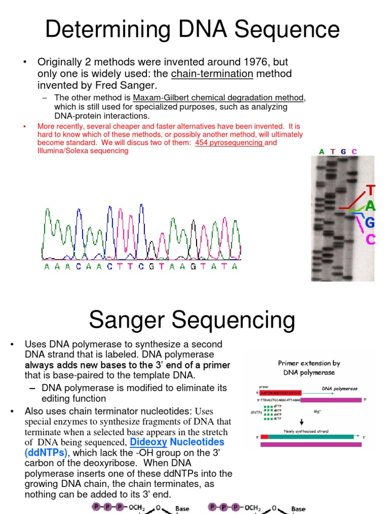 Dna Sequencing (Sanger's Method) | Download Free PDF | Dna Sequencing | Directionality ...