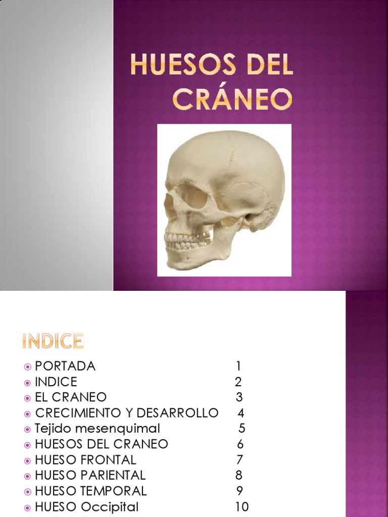 Huesos Del Cráneo | PDF | Cráneo | Sistema esquelético