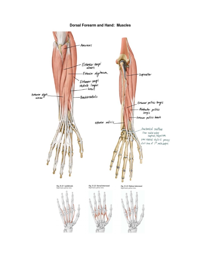 Dorsal Forearm and Hand | PDF