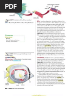 Fish Circulation: Gill and Systemic Flow | PDF | Heart | Artery