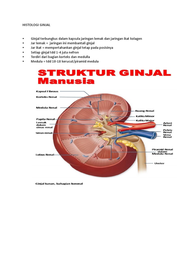 Histologi Ginjal: Struktur dan Fungsi | PDF