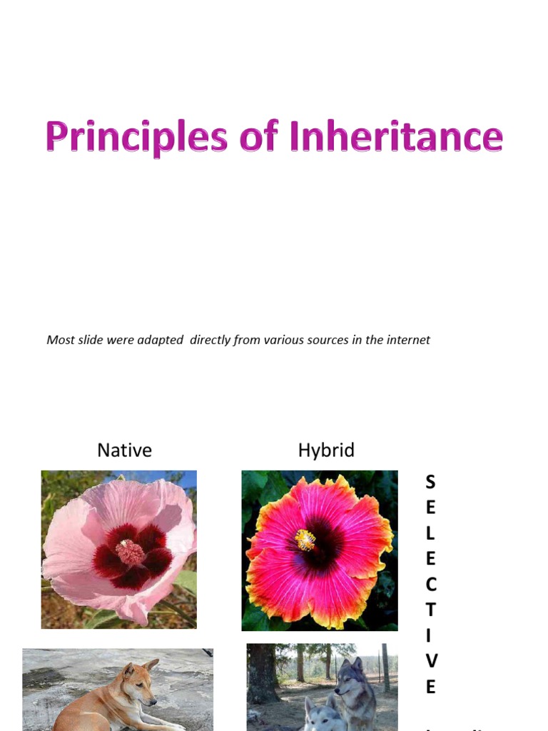 Principles of Inheritance | PDF | Dominance (Genetics) | Zygosity