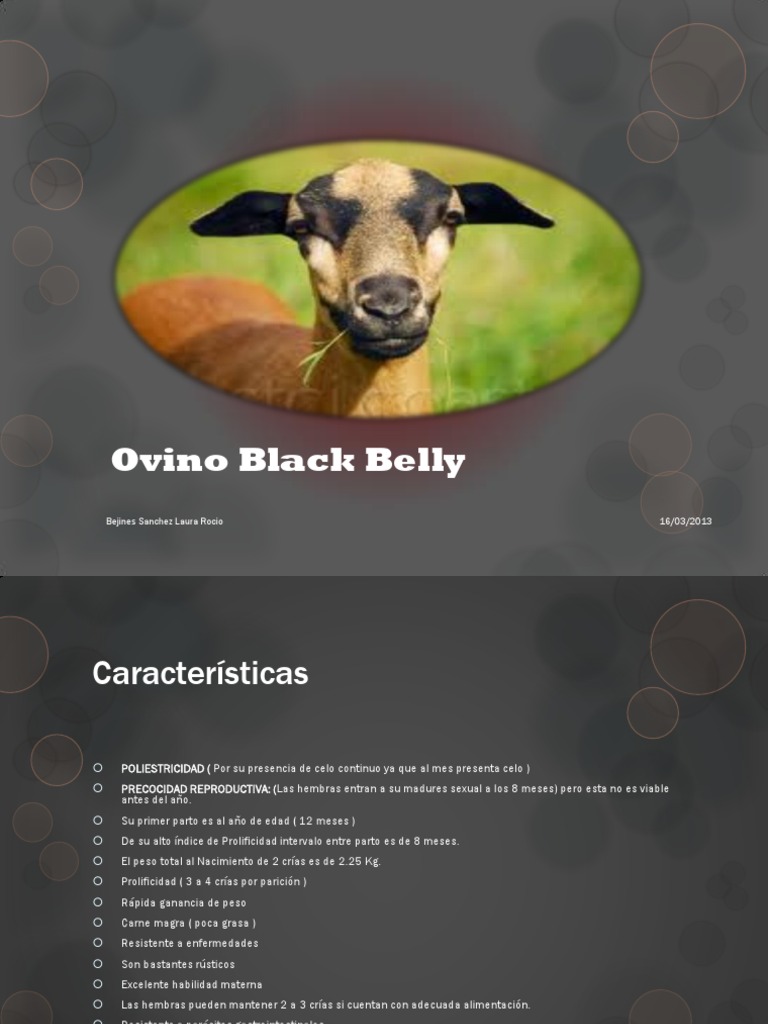 Ovino Black Belly - Bejines | PDF | Oveja | Naturaleza