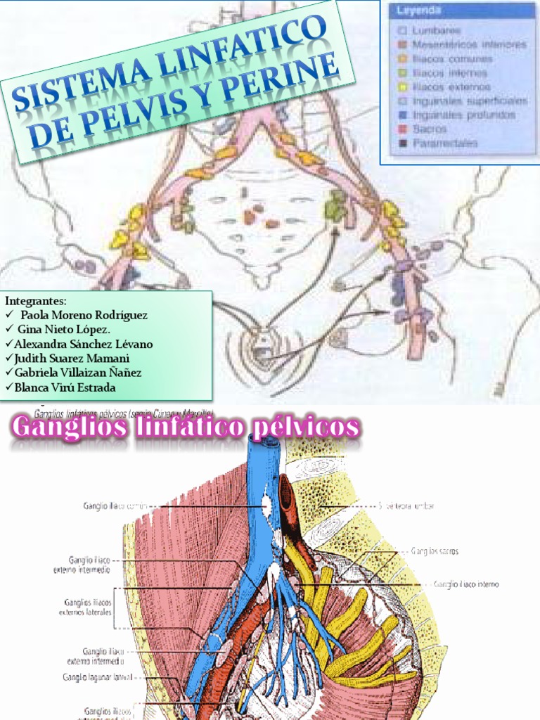 Sistema Linfatico de Pelvis y Perine Completo | Ganglio linfático ...