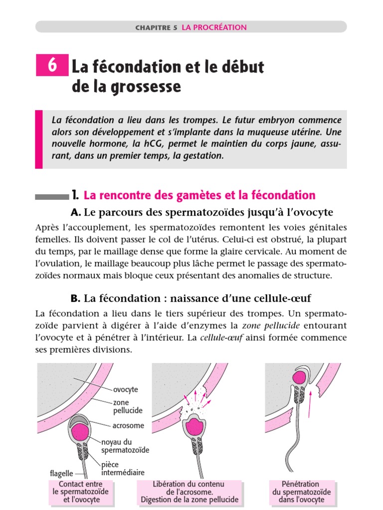 Procréation 2 PDF | PDF | Contraception | Progestérone