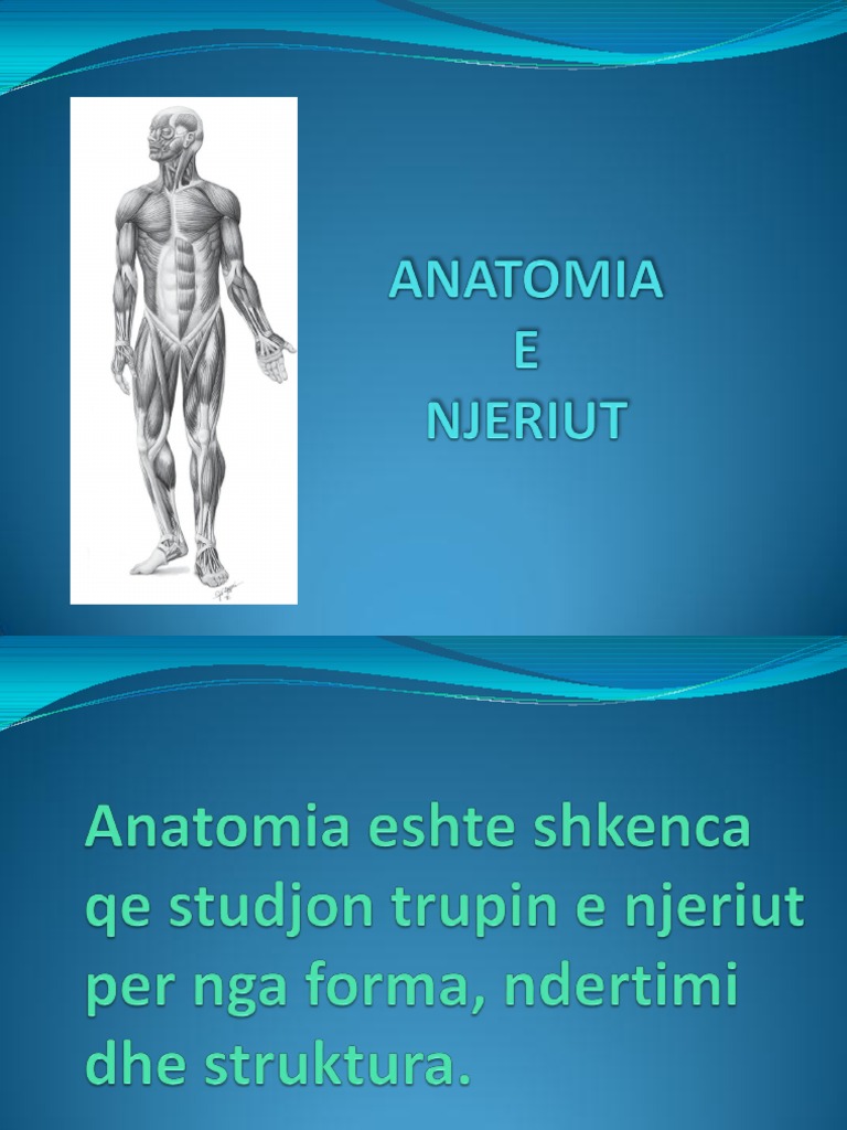 Anatomia | PDF