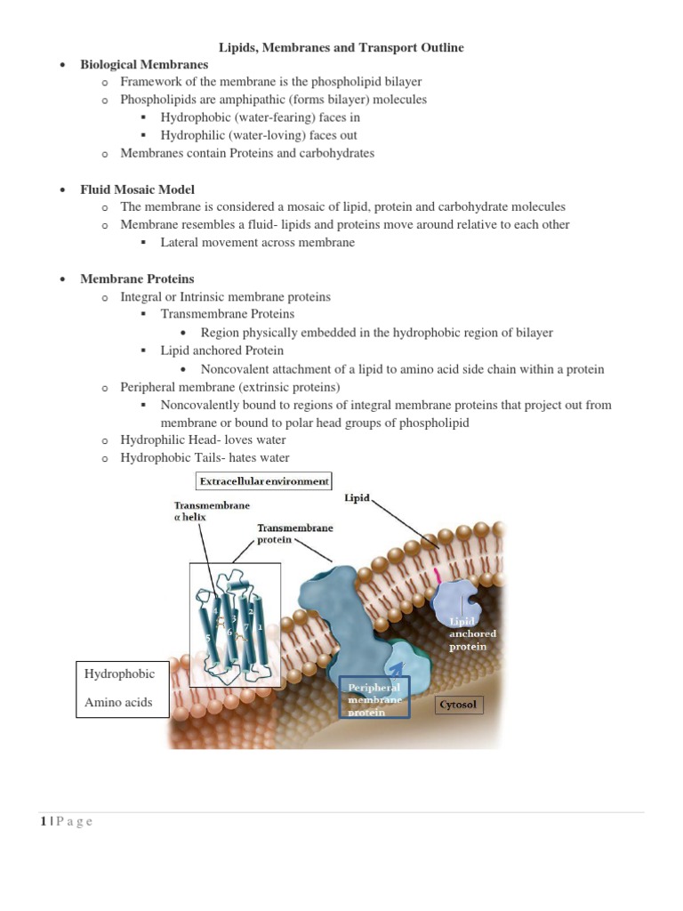 Lipids, Membranes and Transport Outline | Cell Membrane | Ion Channel