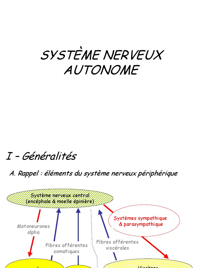 Anatomie et Fonction du Système Nerveux Autonome | PDF | Système ...