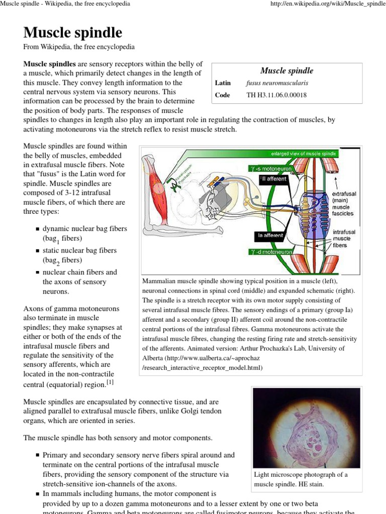 Muscle Spindle - Wikipedia, The Free Encyclopedia | PDF