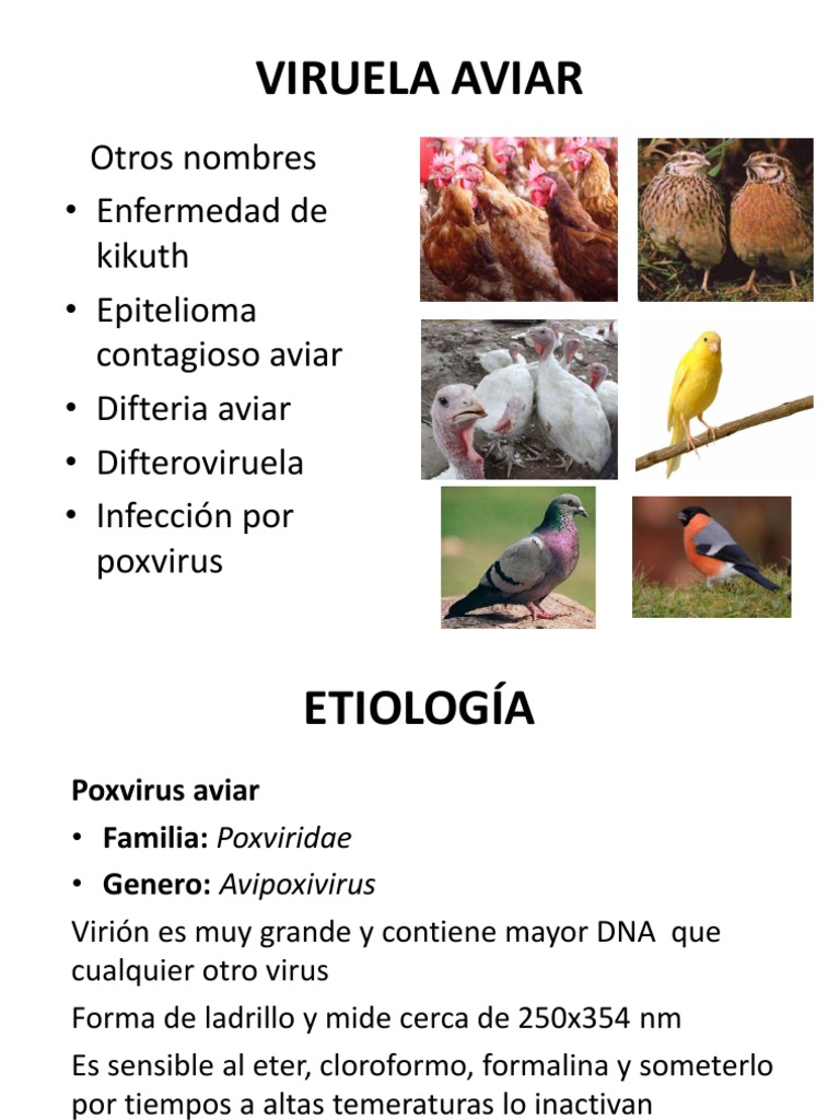 Viruela Aviar: Síntomas y Tratamiento | PDF | Medicina Veterinaria ...