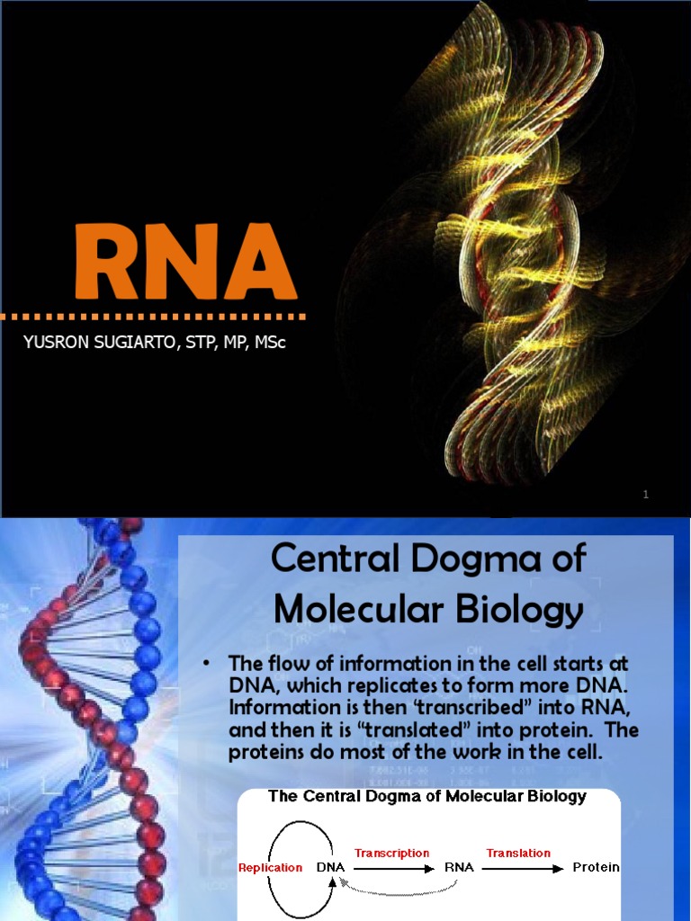 Rna PDF | PDF | Translation (Biology) | Rna