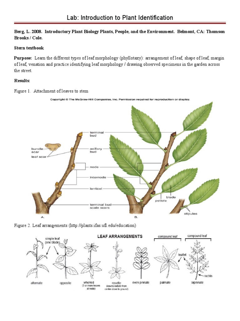 Introduction Into Plant Identification | PDF