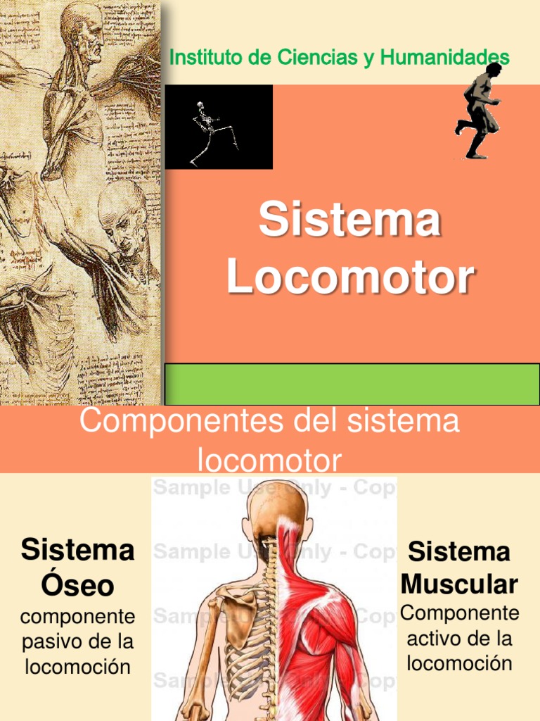 579 Sistema Oseo Muscular Pdf Articulación Hueso