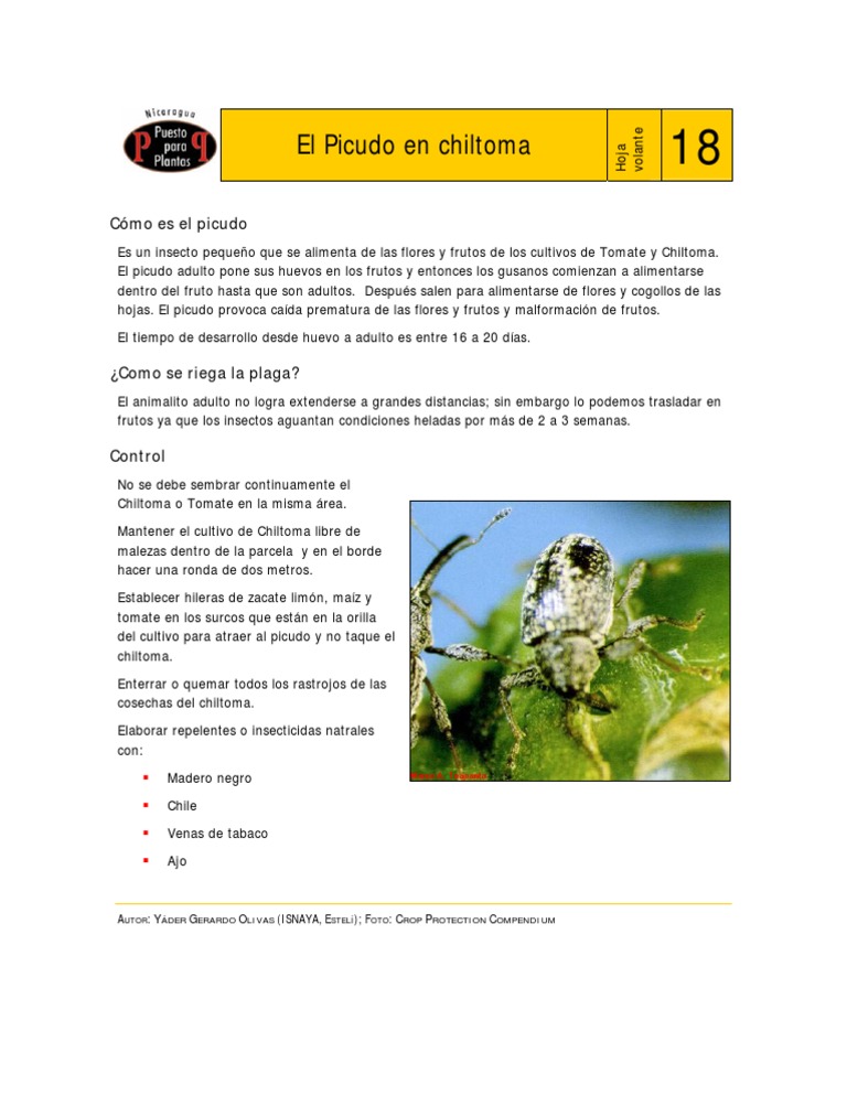 Control del Picudo en Chiltoma y Tomate | PDF