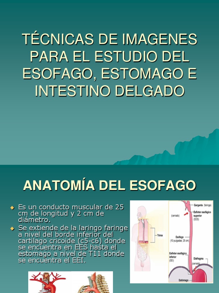 Transito Intestinal Oficial | PDF | Estómago | Intestino delgado