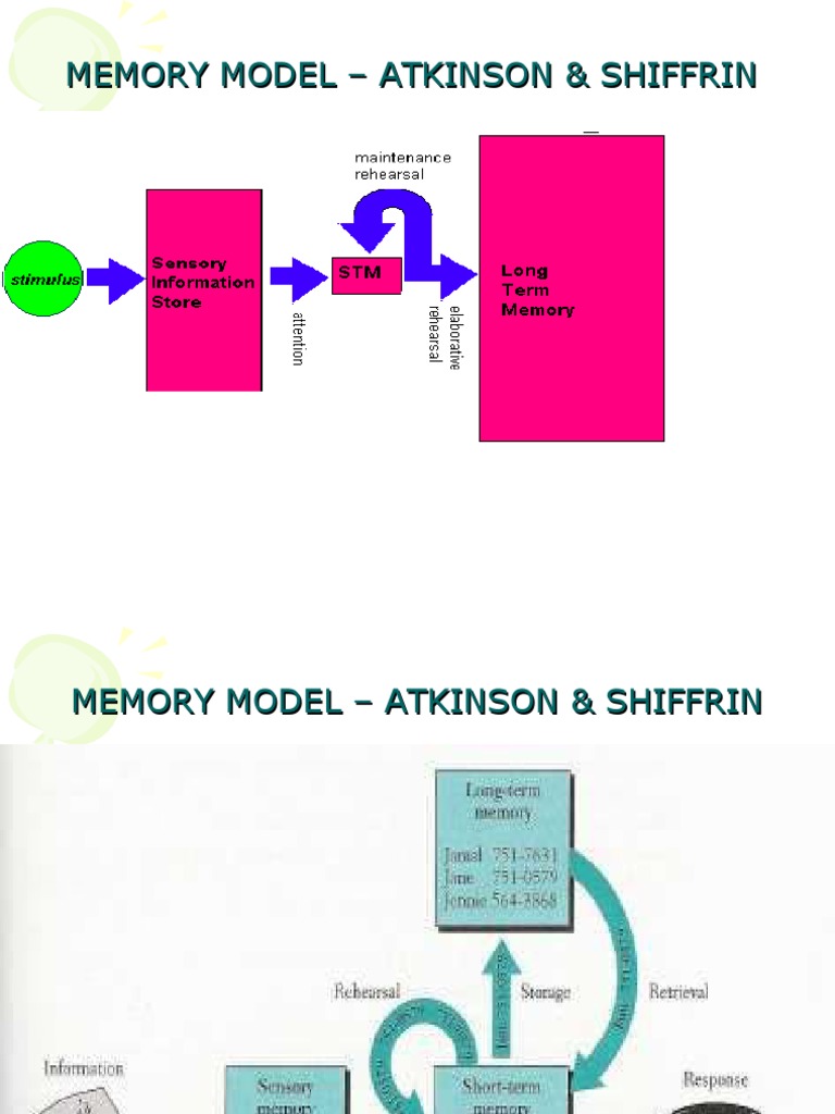 Memory Model - Atkinson & Shiffrin | PDF | Long Term Potentiation ...