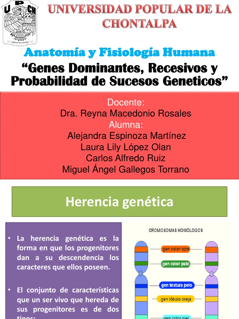 Genes Dominantes, Recesivos | PDF | Dominancia (Genética) | Gene