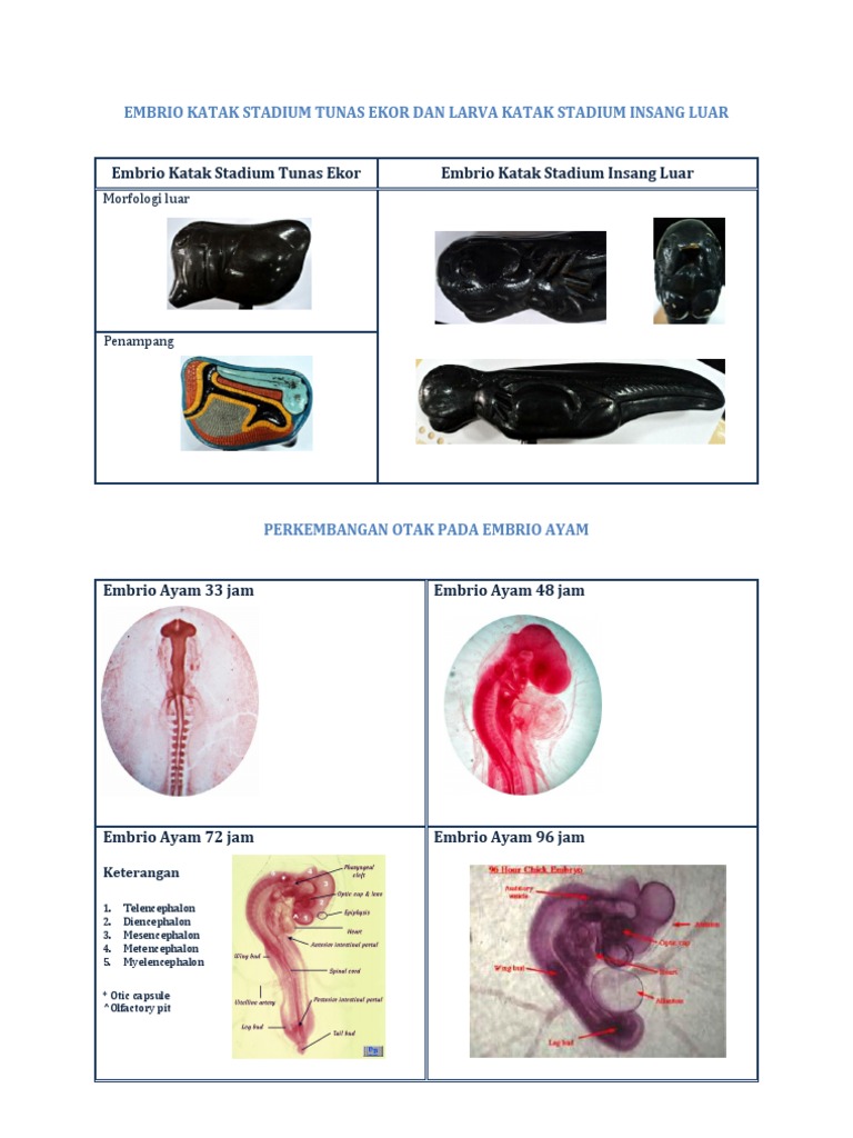 Embriogenesis Lanjut 11 12 | PDF