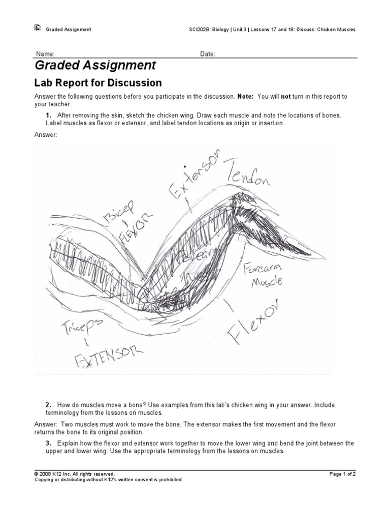 Graded Assignment: Lab Report For Discussion | PDF | Science & Mathematics
