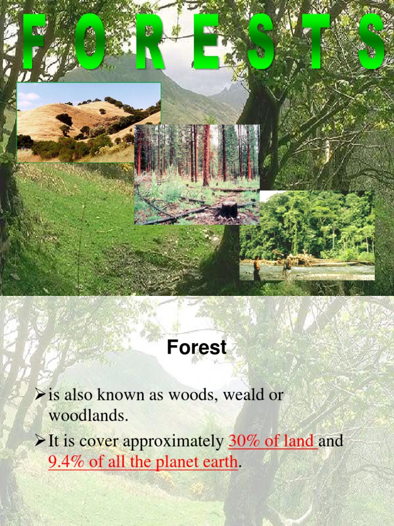 FOREST | PDF | Forests | Pinophyta