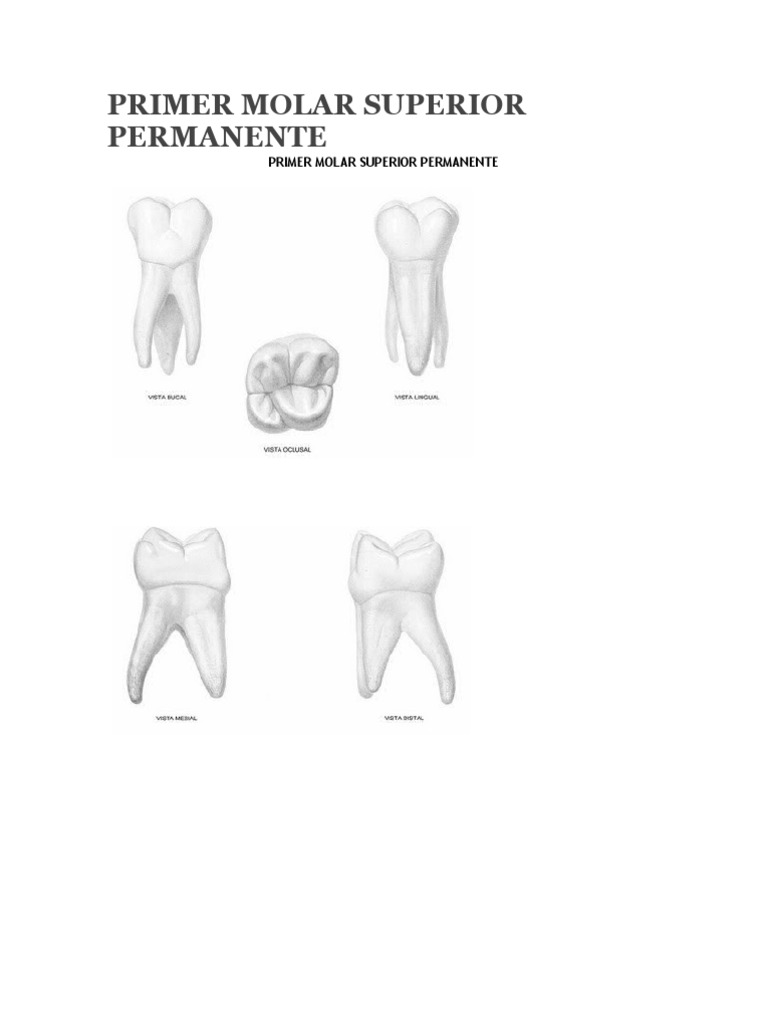 PRIMER MOLAR SUPERIOR PERMANENTE.doc | Nature