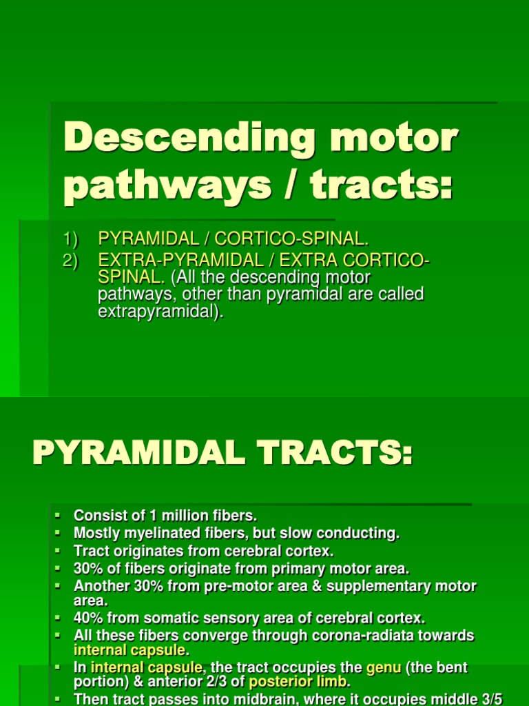 Lect 2 Descending Motor IMPROVED Pathways | PDF | Spinal Cord ...