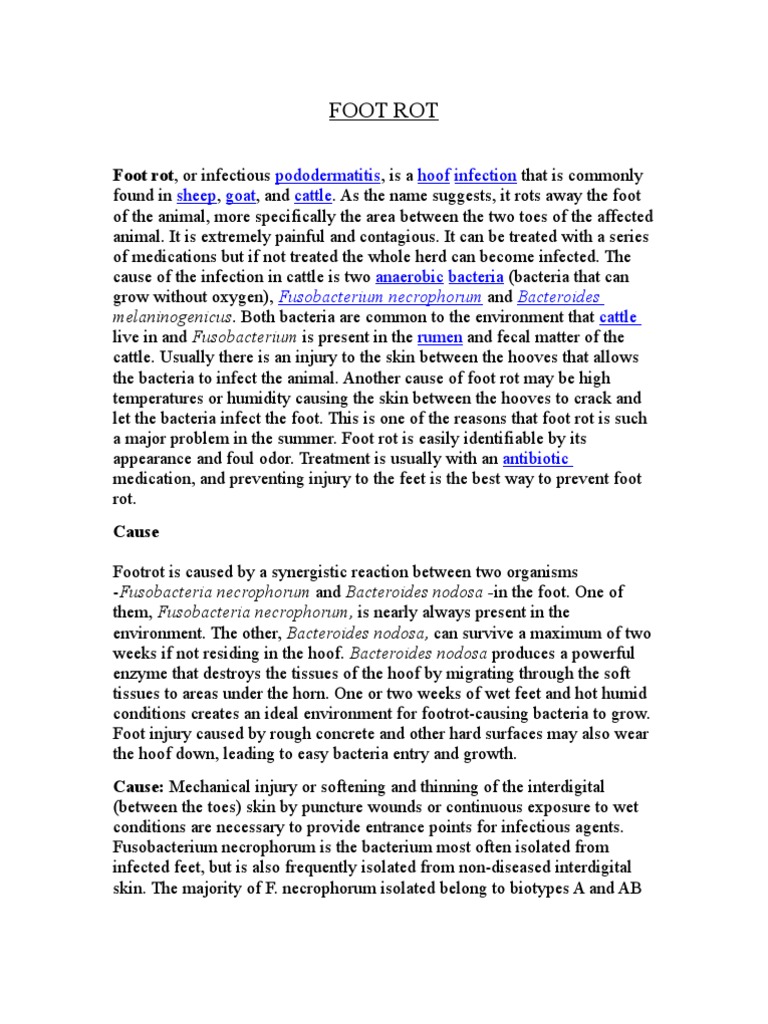 Foot Rot | PDF | Microbiology | Clinical Medicine