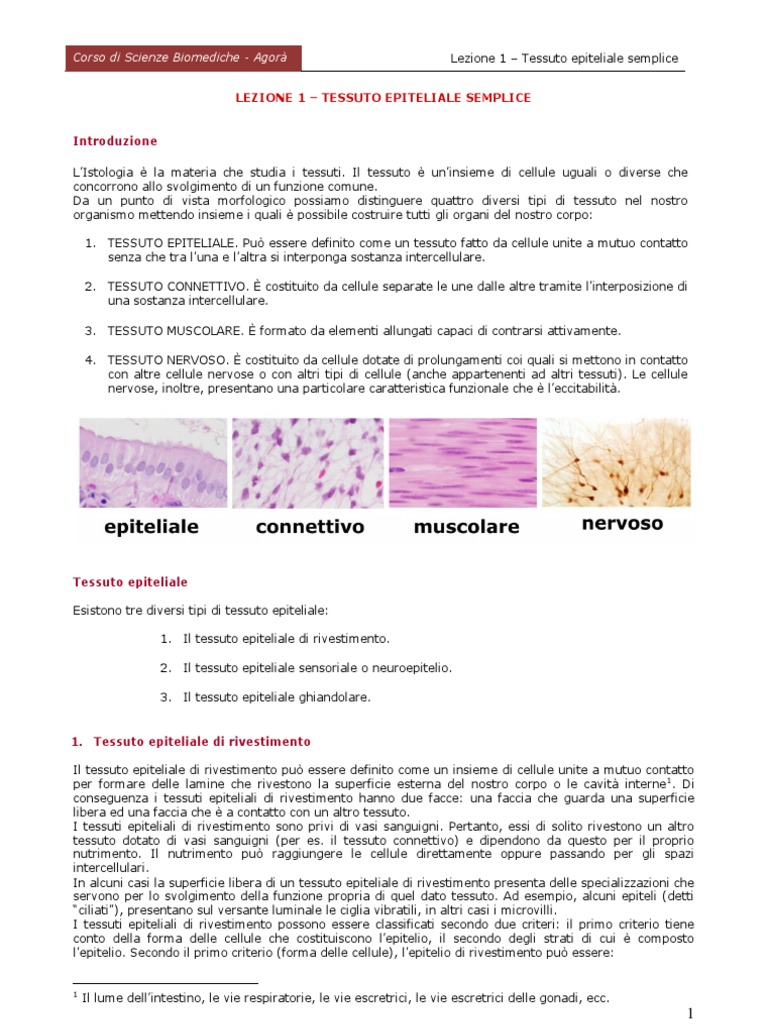 Lezione 1 - Tessuto Epiteliale Semplice | PDF