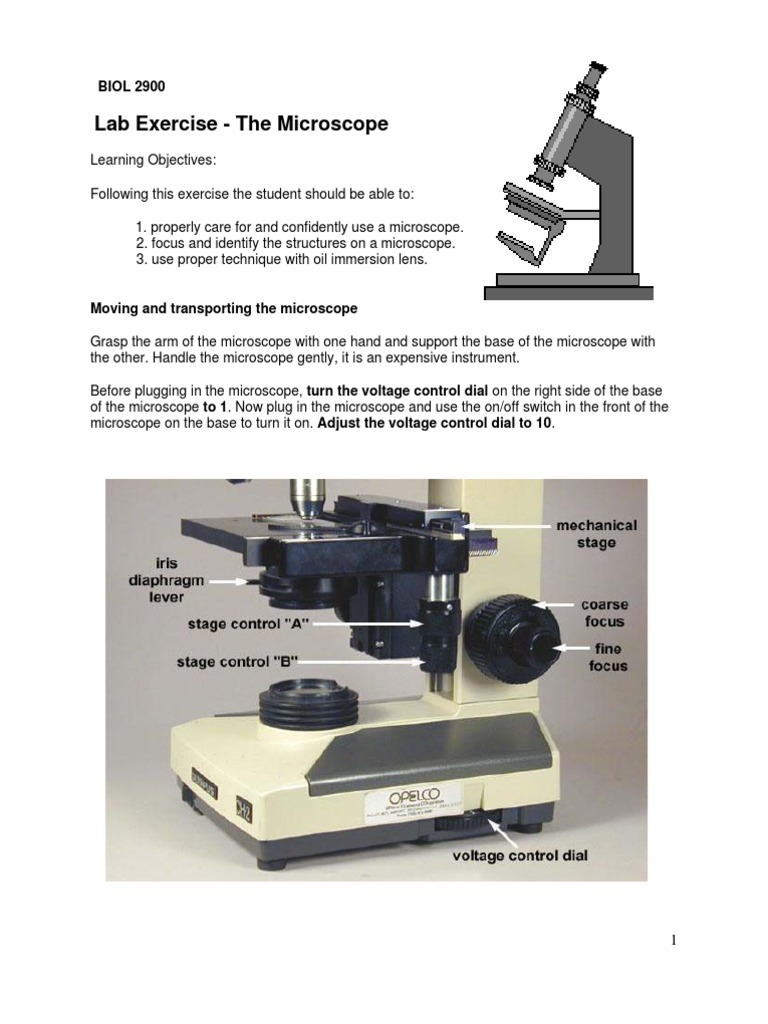 Lab Exercise - The Microscope: BIOL 2900 | PDF