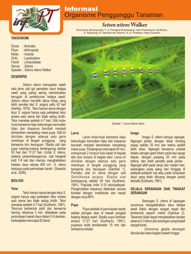 Setora Nitens-1 PDF | PDF