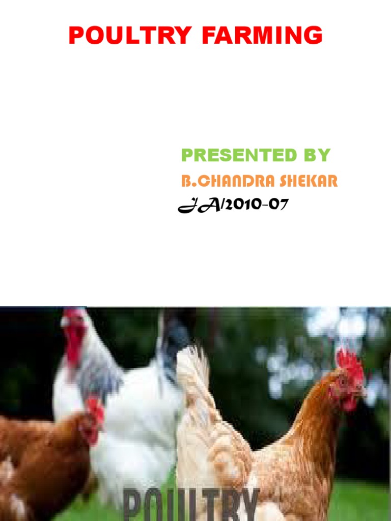 Poultry Farming: Presented by | PDF | Home & Garden