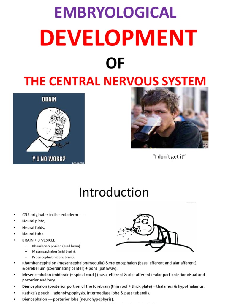 Embryology-Development of Central Nervous System | PDF | Central ...