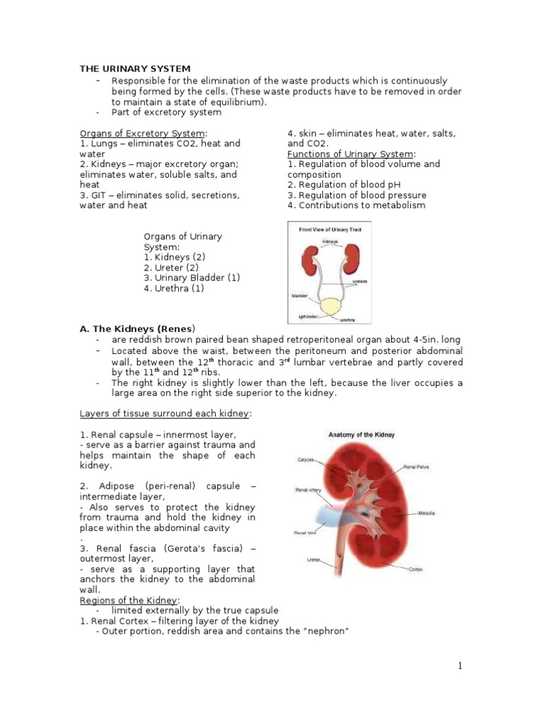 Urinary System | Kidney | Urinary System