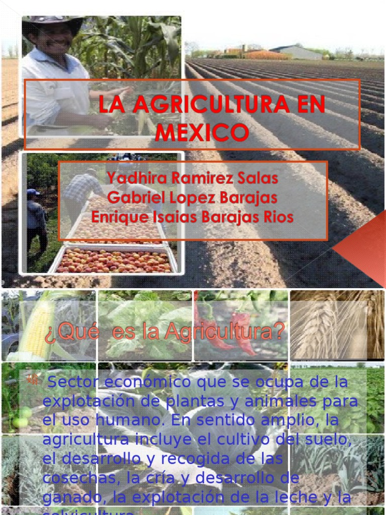 La Agricultura en Mexico | PDF | Agricultura | Alimentos