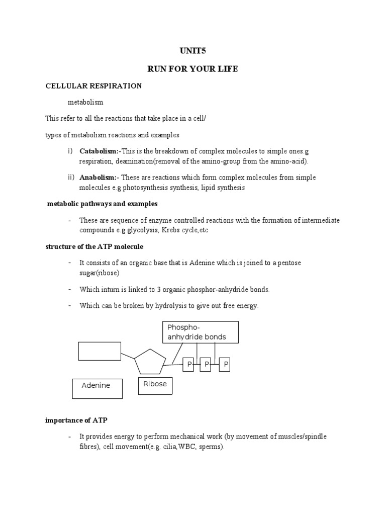 Biology Notes For Unit 5 | PDF | Chemical Synapse | Adenosine Triphosphate