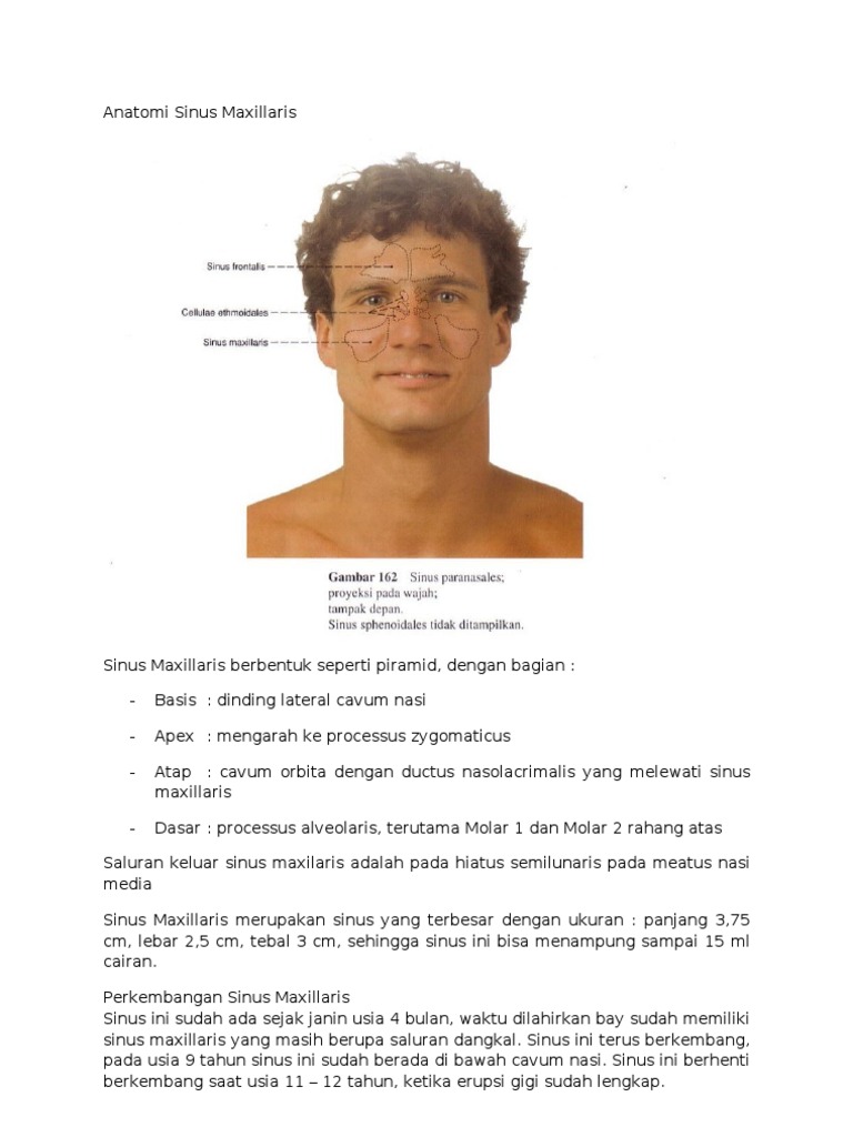 Anatomi Sinus Maxillaris | PDF