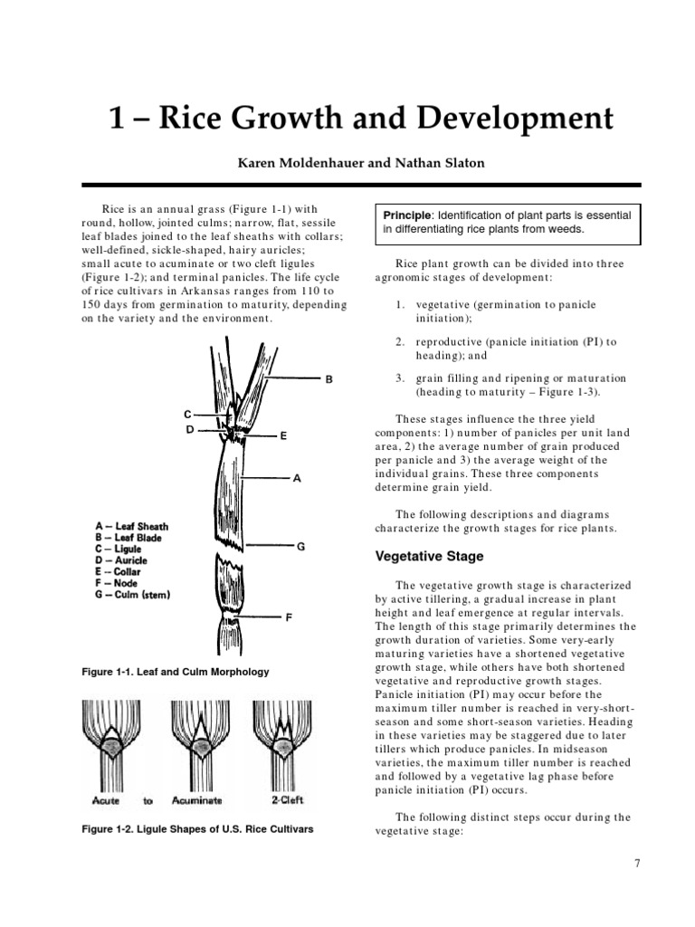 Rice Stage | Seedling | Seed