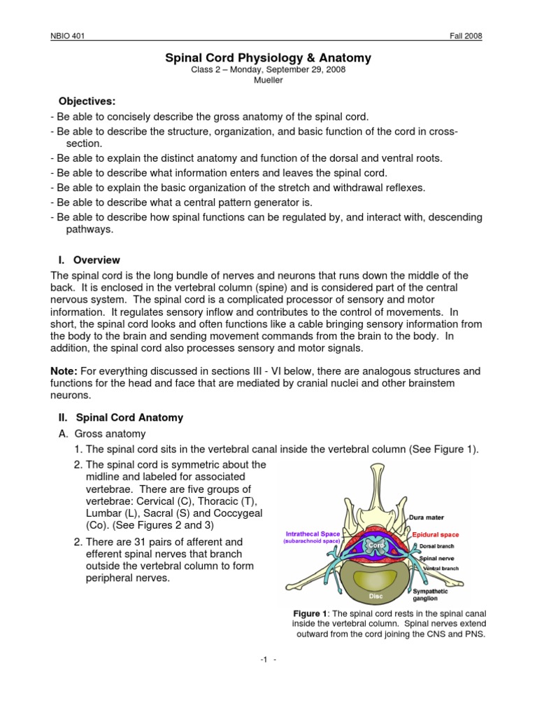 Spinal Cord Anatomy and Physiology Overview | PDF | Spinal Cord ...